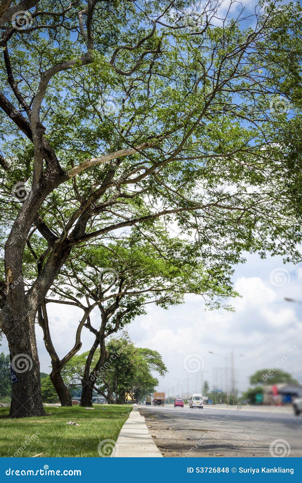 Beautiful Tree beside a Road Stock Photo - Image of beautiful ...