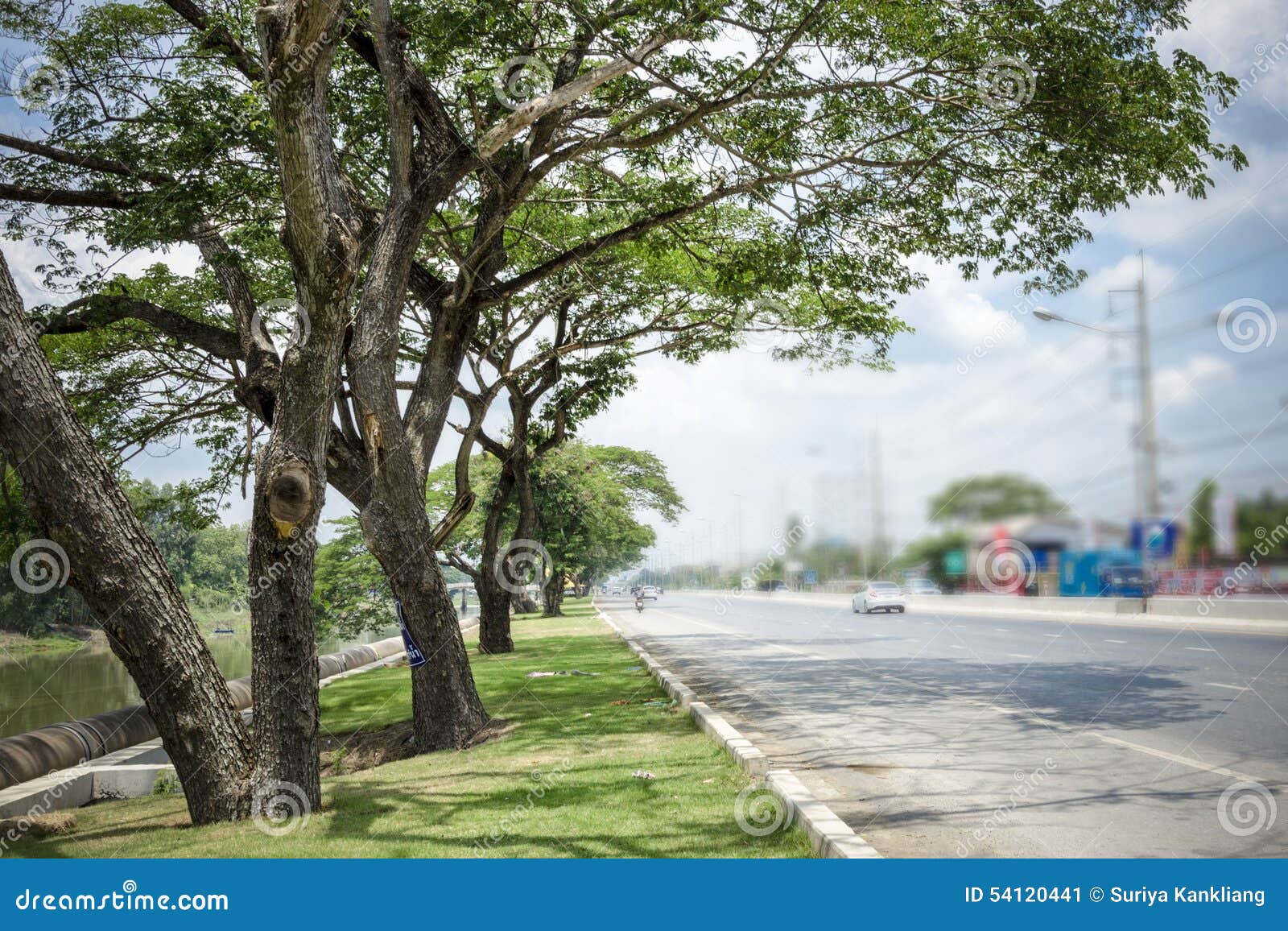 Beautiful Tree beside a Road Stock Image - Image of country, blue: 54120441