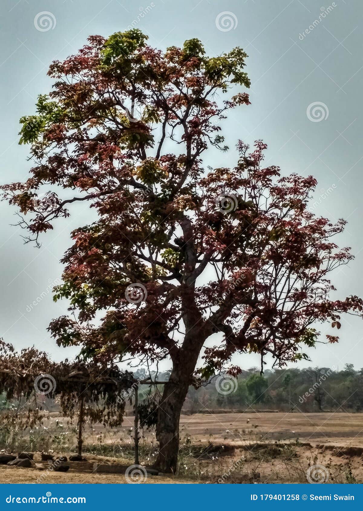 Beautiful Tree on Road Side Stock Photo - Image of plant, garden: 179401258