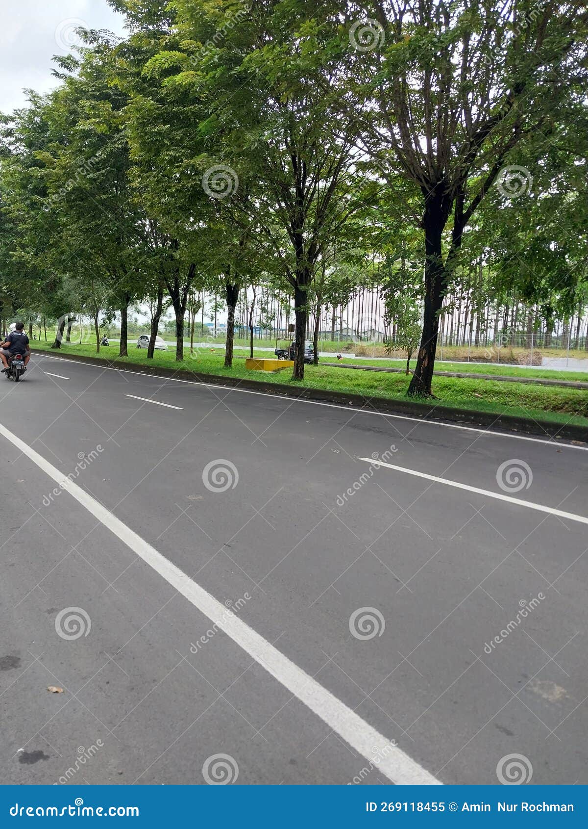 Beautiful Tree by the Roadside Area Stock Image - Image of asphalt ...