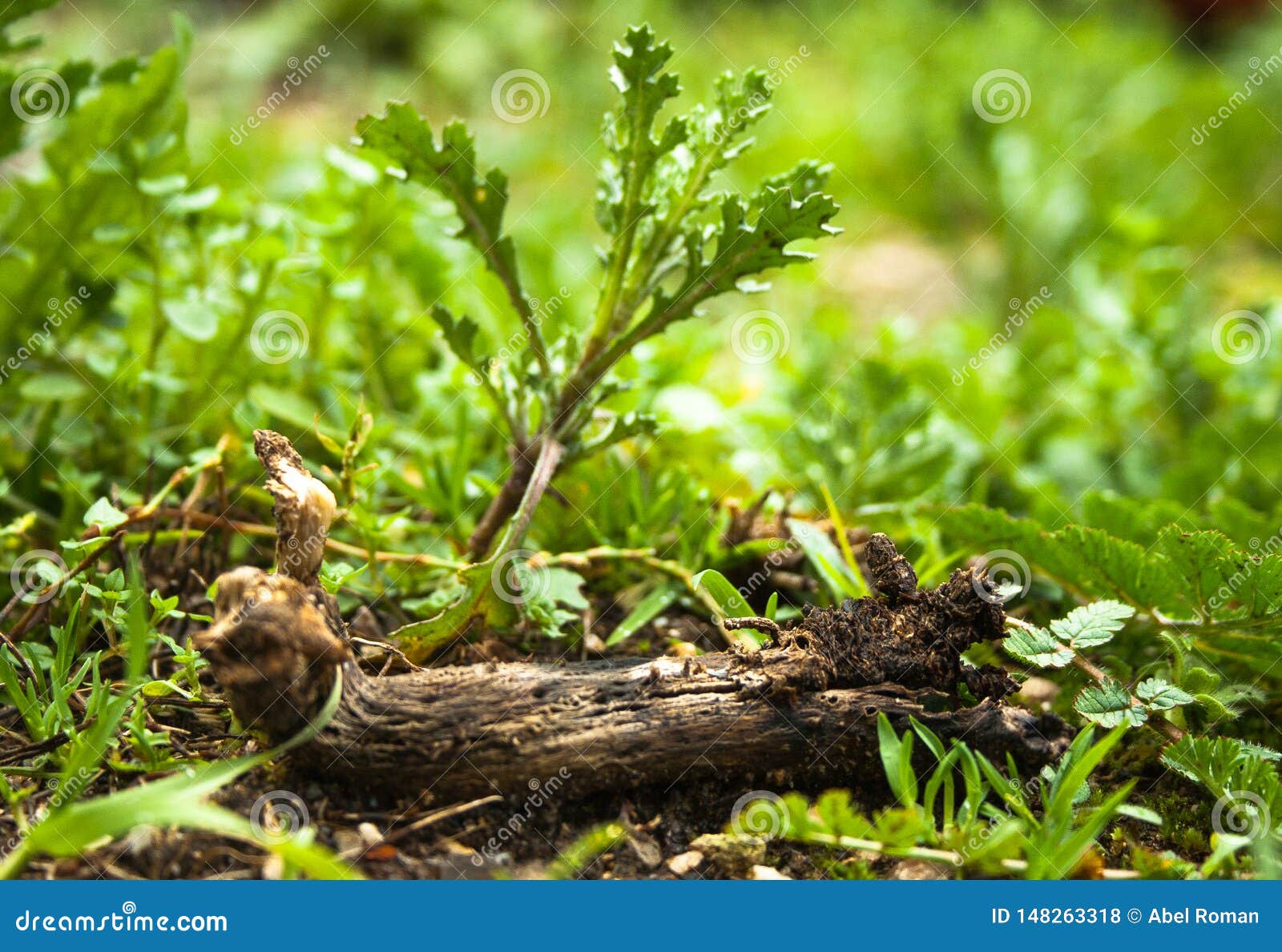 Tree Branch on the Ground Surrounded by Vegetation, Leaves Stock Photo ...