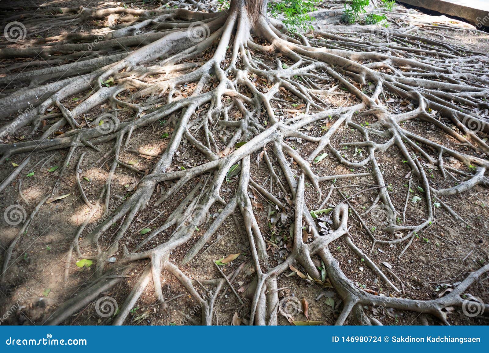 Beautiful Tree Root Branching Stock Photo - Image of plant, nature ...