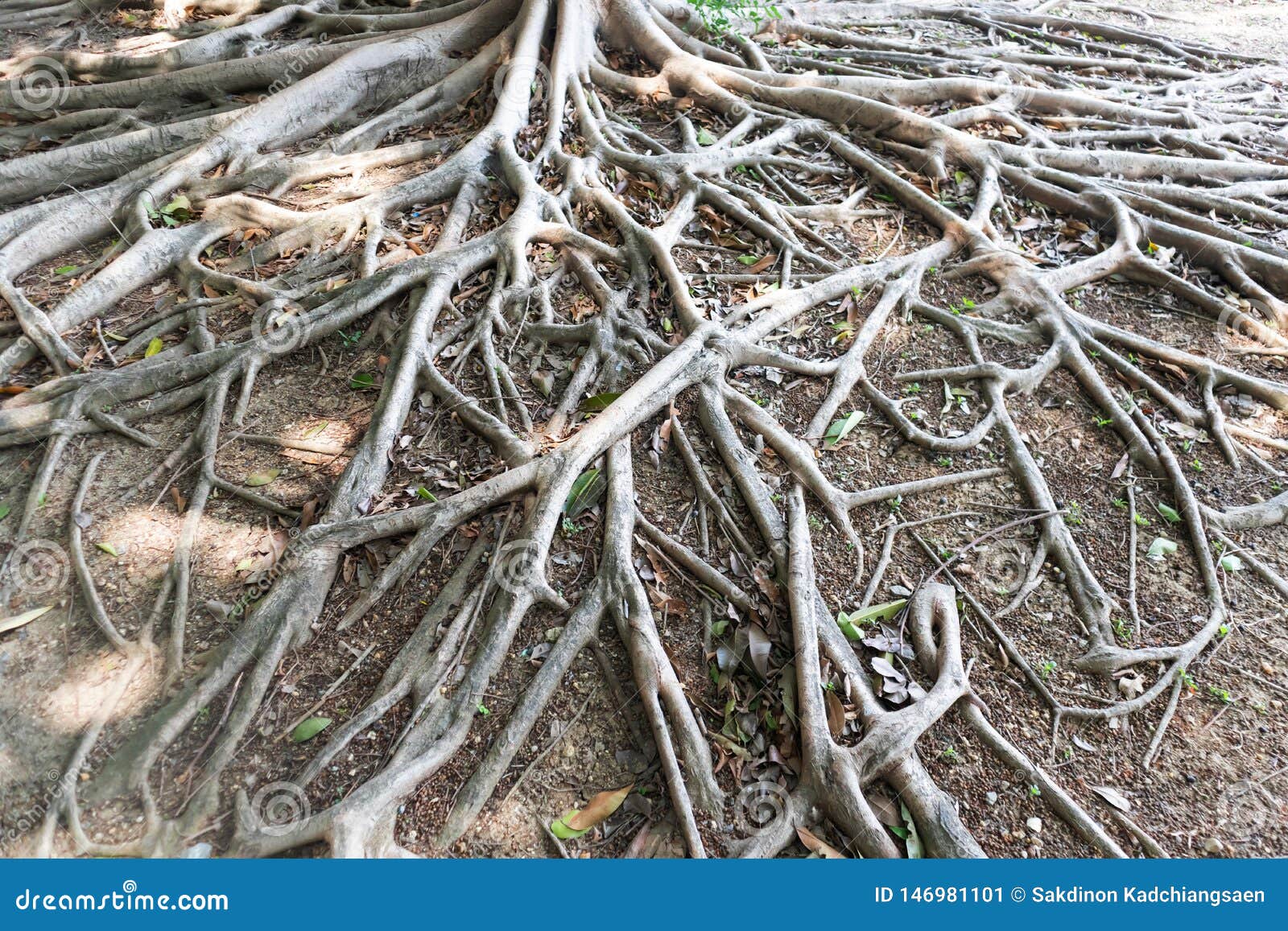 Beautiful Tree Root Branching Stock Image - Image of surface, root ...