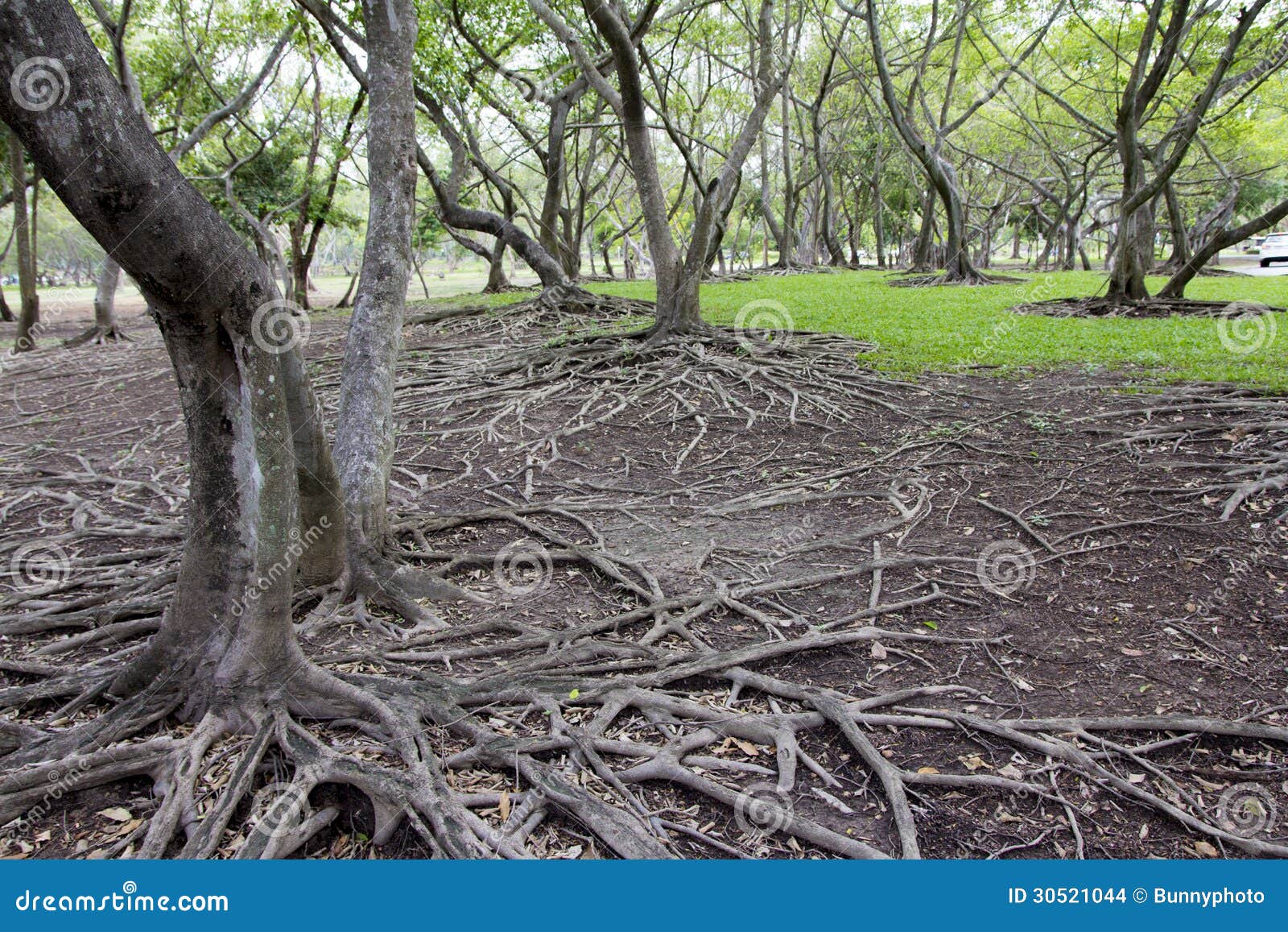 Beautiful tree root stock photo. Image of reticulation - 30521044