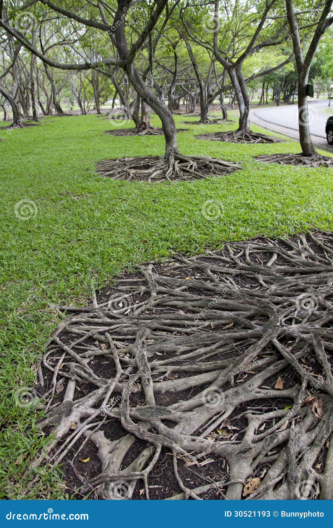 Beautiful Tree Root Spreading Stock Image - Image of portrait ...