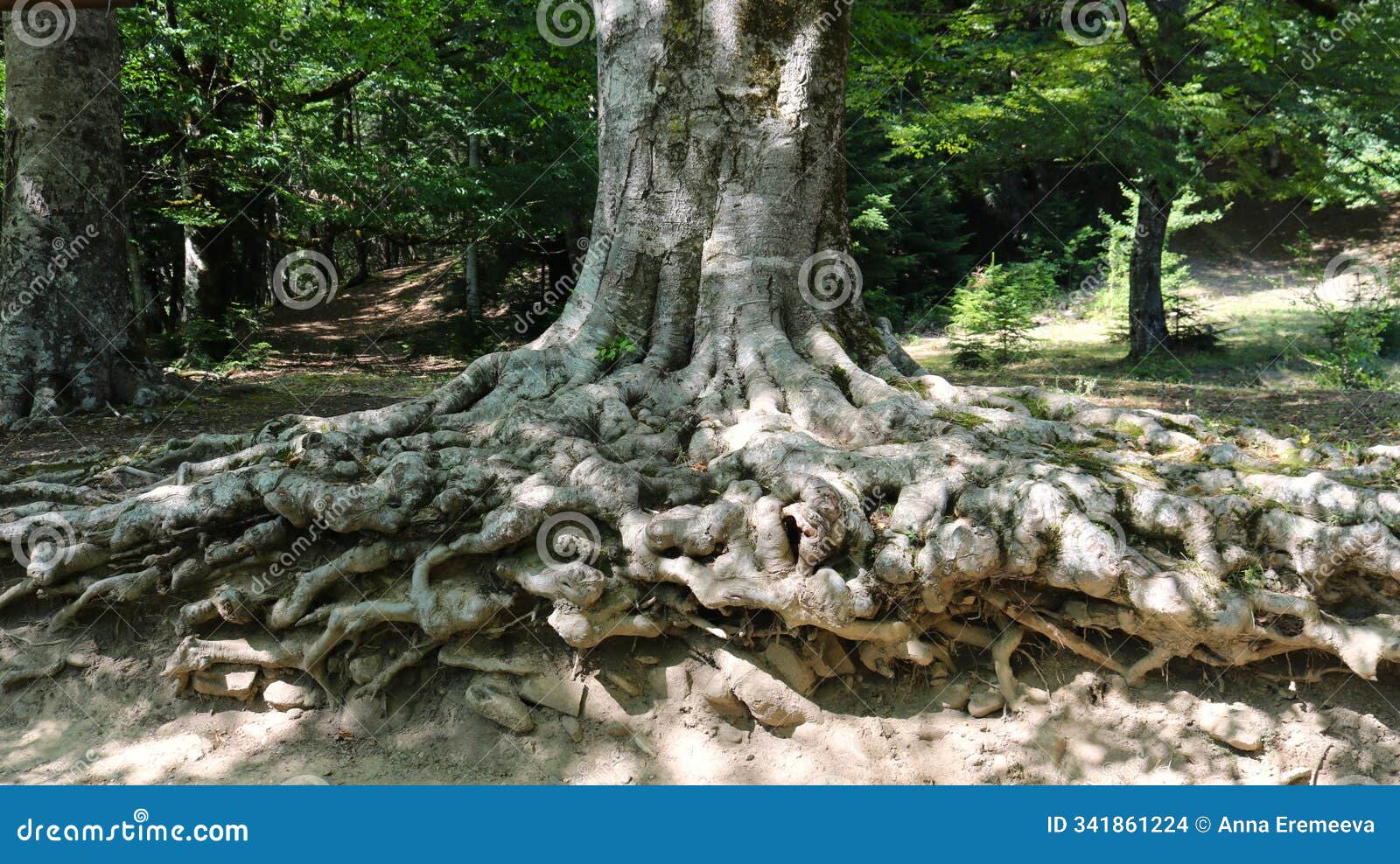 Beautiful Tree Root System on the Surface Stock Photo - Image of plant ...