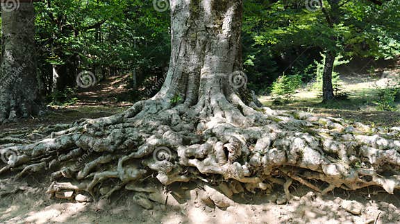 Beautiful Tree Root System on the Surface Stock Photo - Image of plant ...