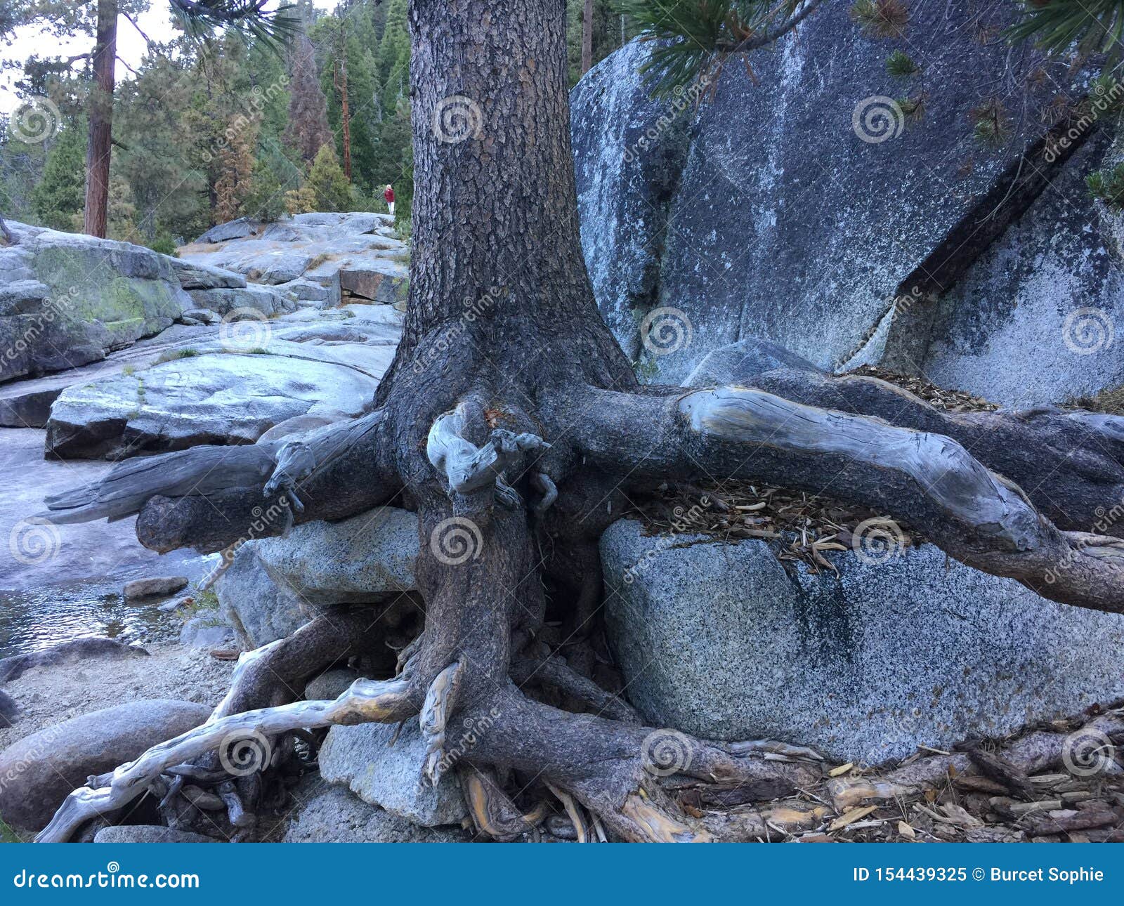 Beautiful tree roots stock image. Image of nice, remarkable - 154439325