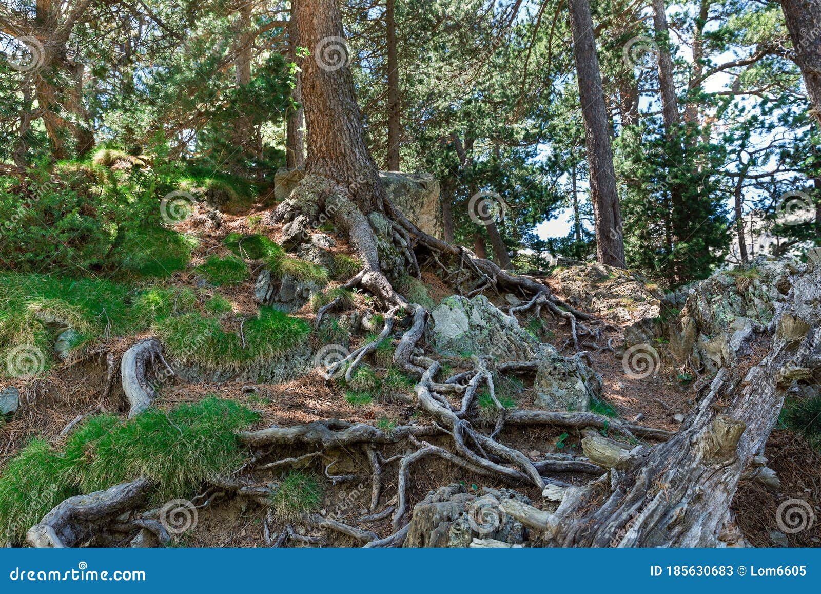 Tree Roots in the Pyrenees Mountains Stock Image - Image of aged ...