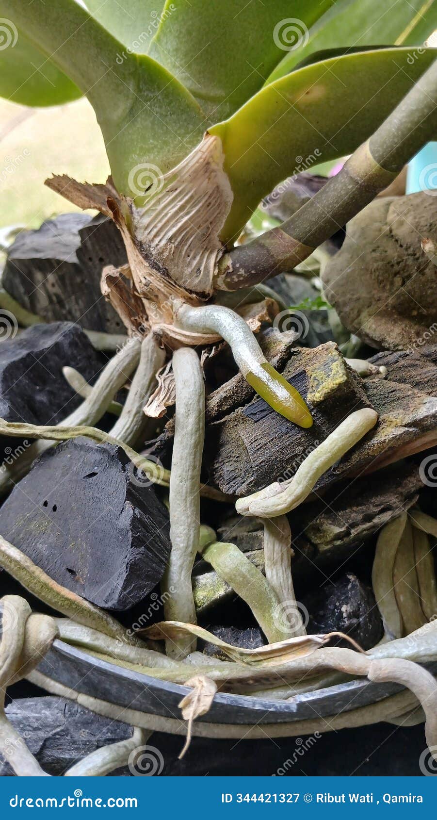 Beautiful tree roots stock image. Image of vegetable - 344421327