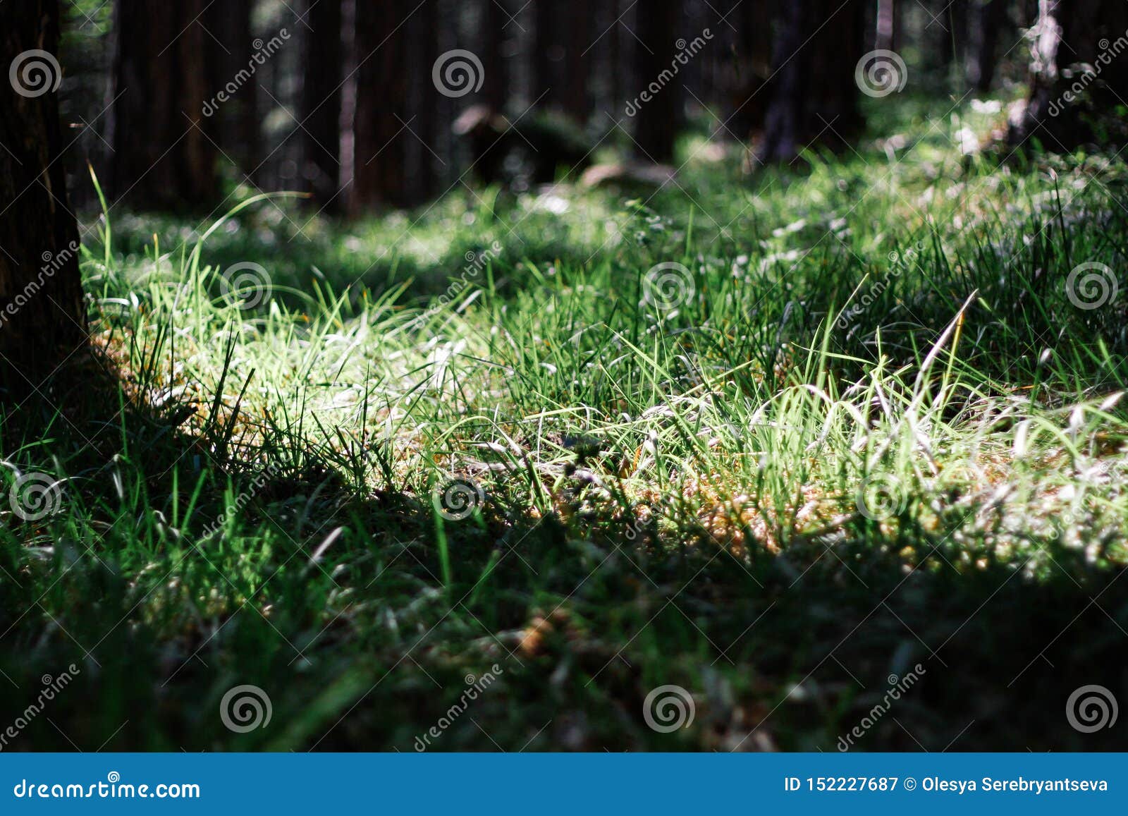 Beautiful Tree Roots on the Stump. Grass Grows at the Foot of Trees in ...