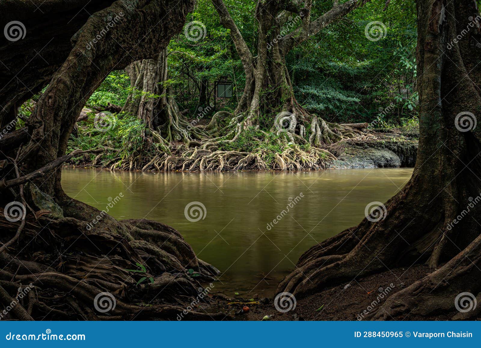 Beautiful Tree Roots in a Tropical Forest Stock Image - Image of ...