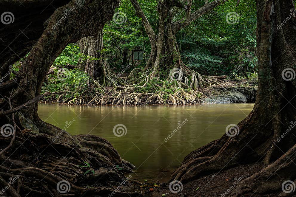 Beautiful Tree Roots in a Tropical Forest Stock Image - Image of ...