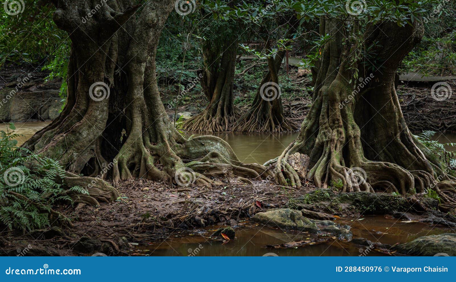 Beautiful Tree Roots in a Tropical Forest Stock Photo - Image of ...