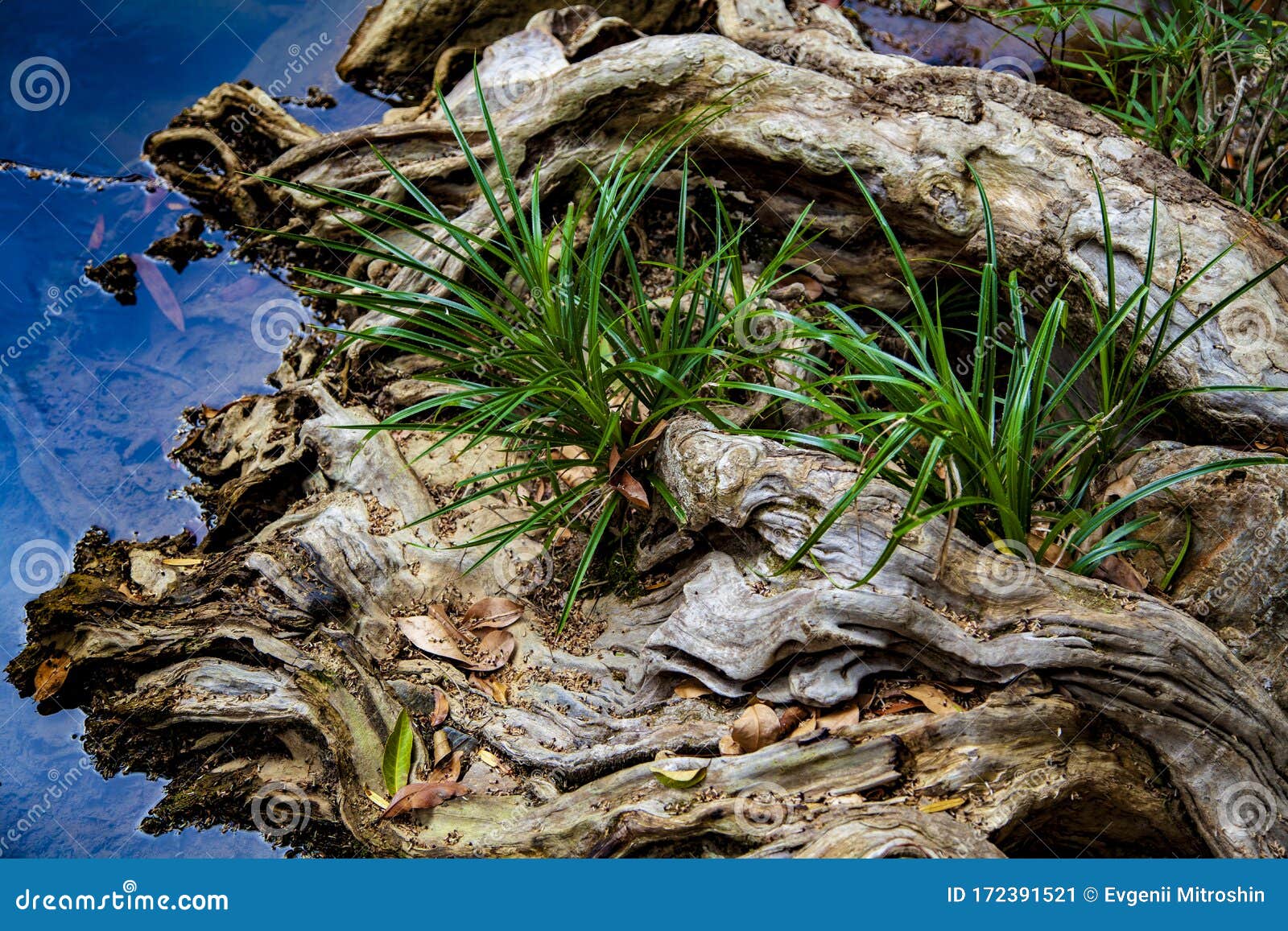 Beautiful Tree Roots in Water with Sprouted Grass Stock Image - Image ...