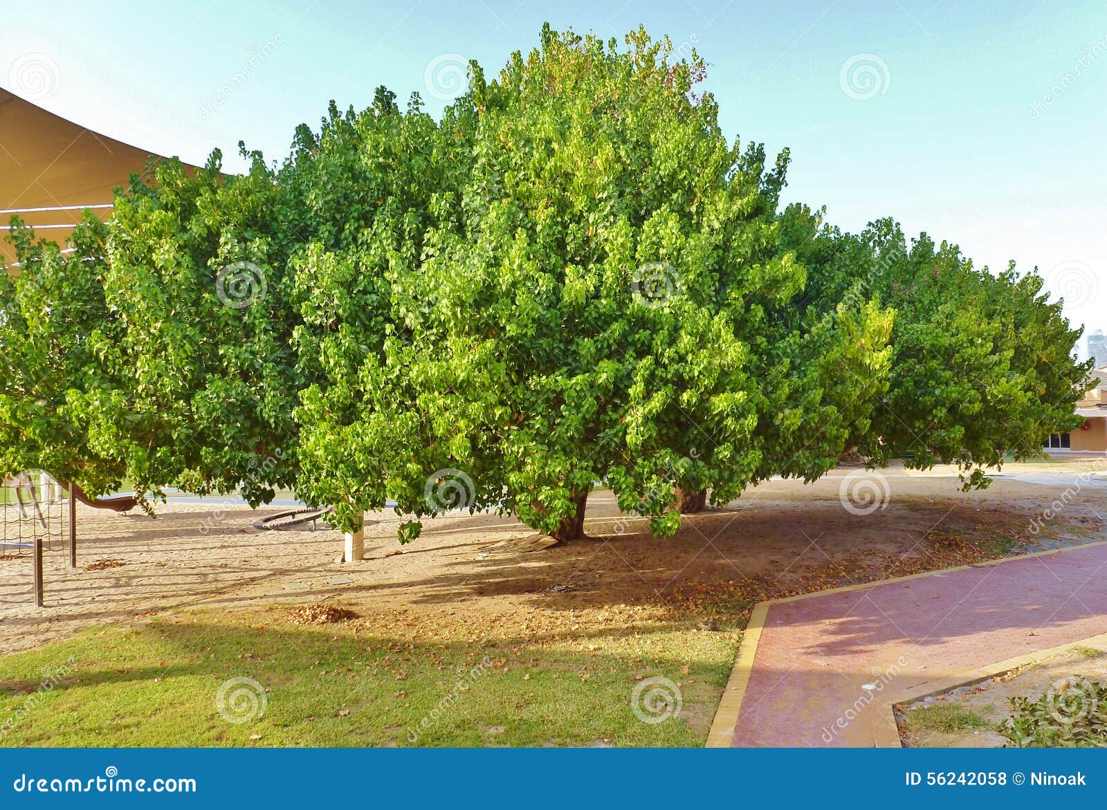 Beautiful Tree in the School Garden Stock Photo - Image of dubai ...