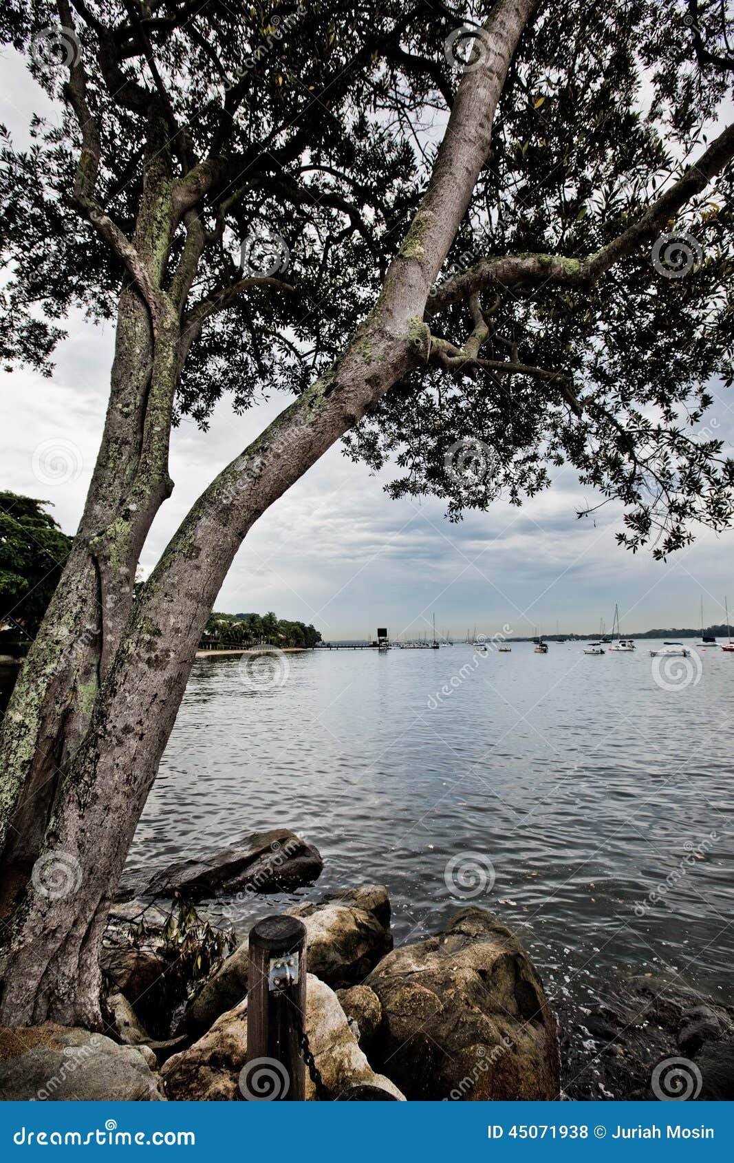 Beautiful Tree by the Seaside Stock Photo - Image of water, calm: 45071938