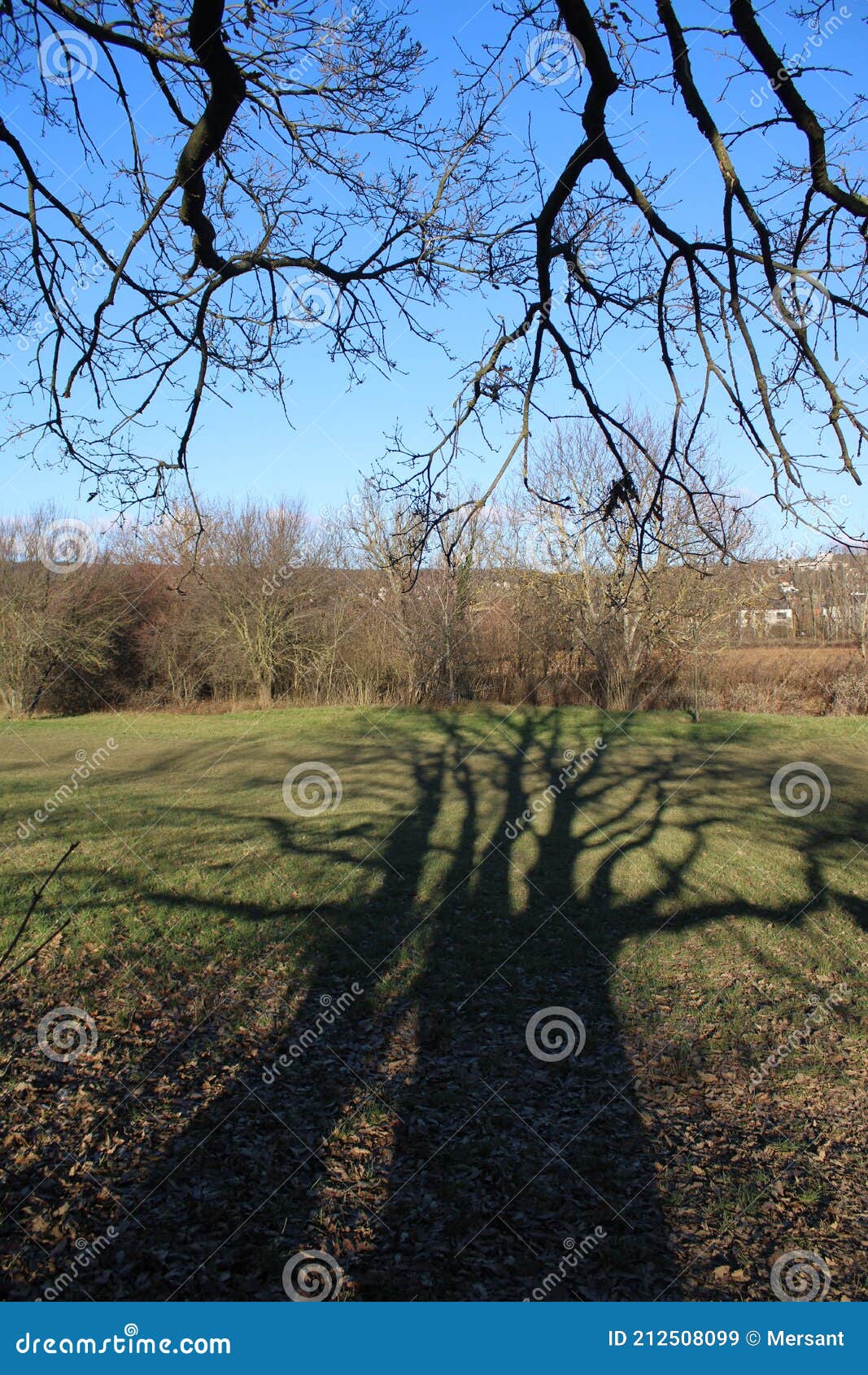 Beautiful tree with shadow stock image. Image of filed - 212508099