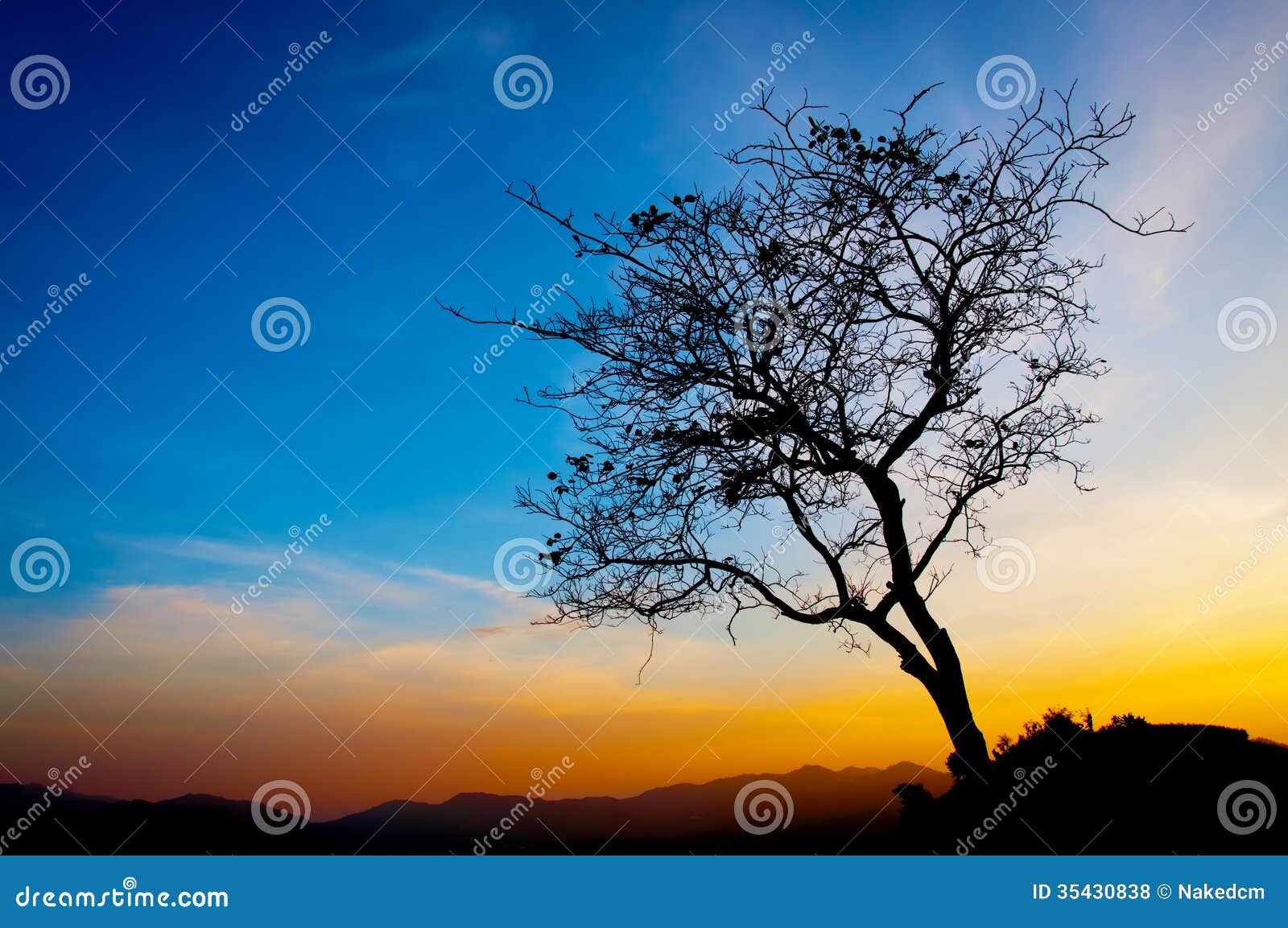 Beautiful Tree Silhouette and Sunset Blue Sky Stock Photo - Image of ...