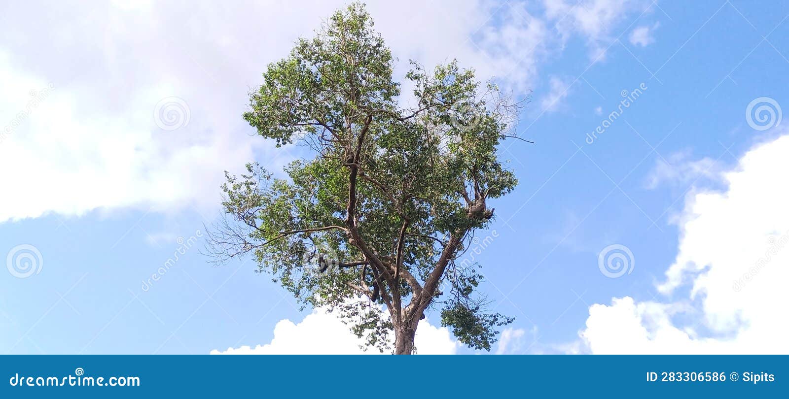Beautiful Tree and Sky Blue Stock Photo - Image of nature, tree: 283306586