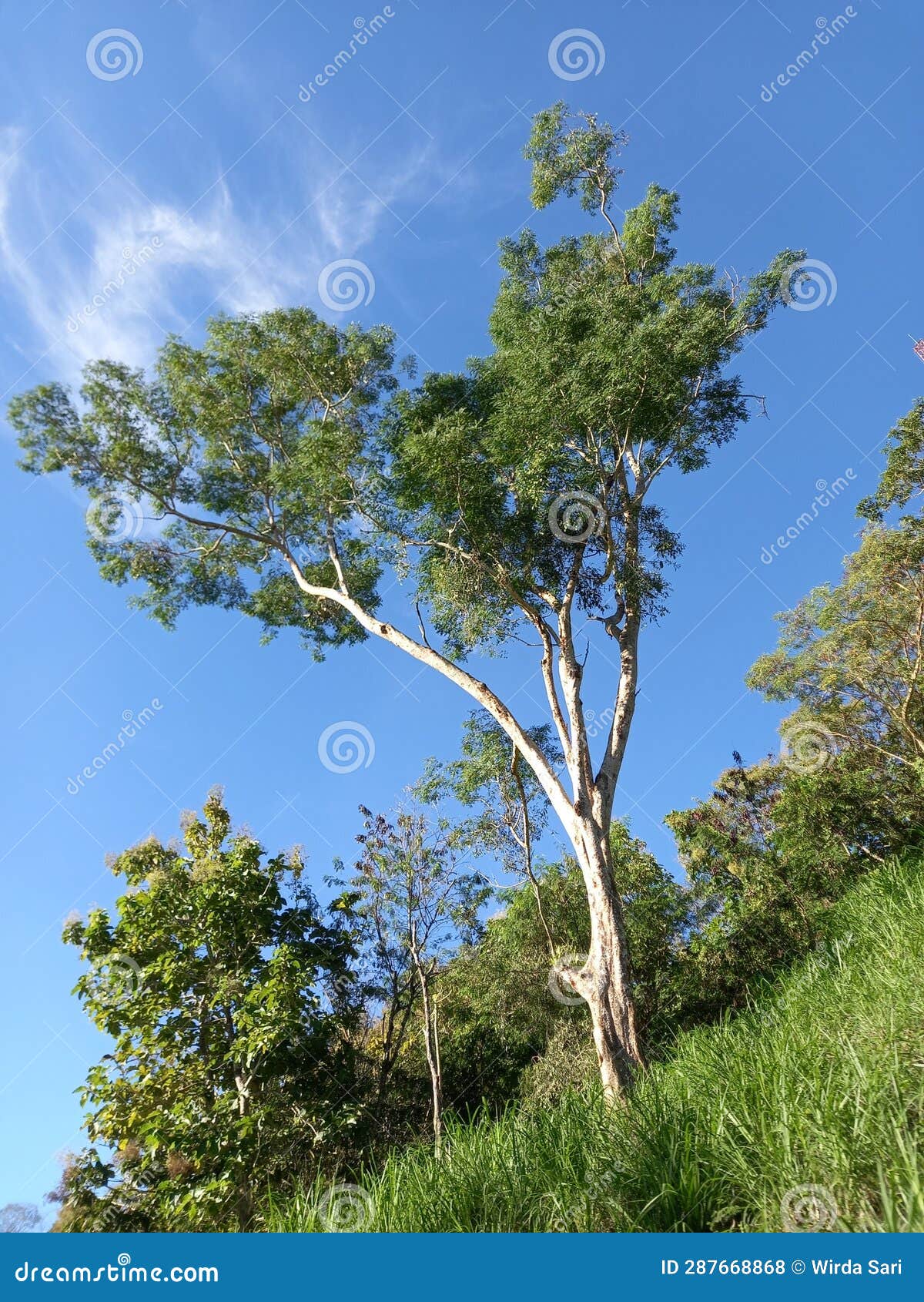 Beautiful Tree and Sky at Sunlight Stock Photo - Image of plant ...