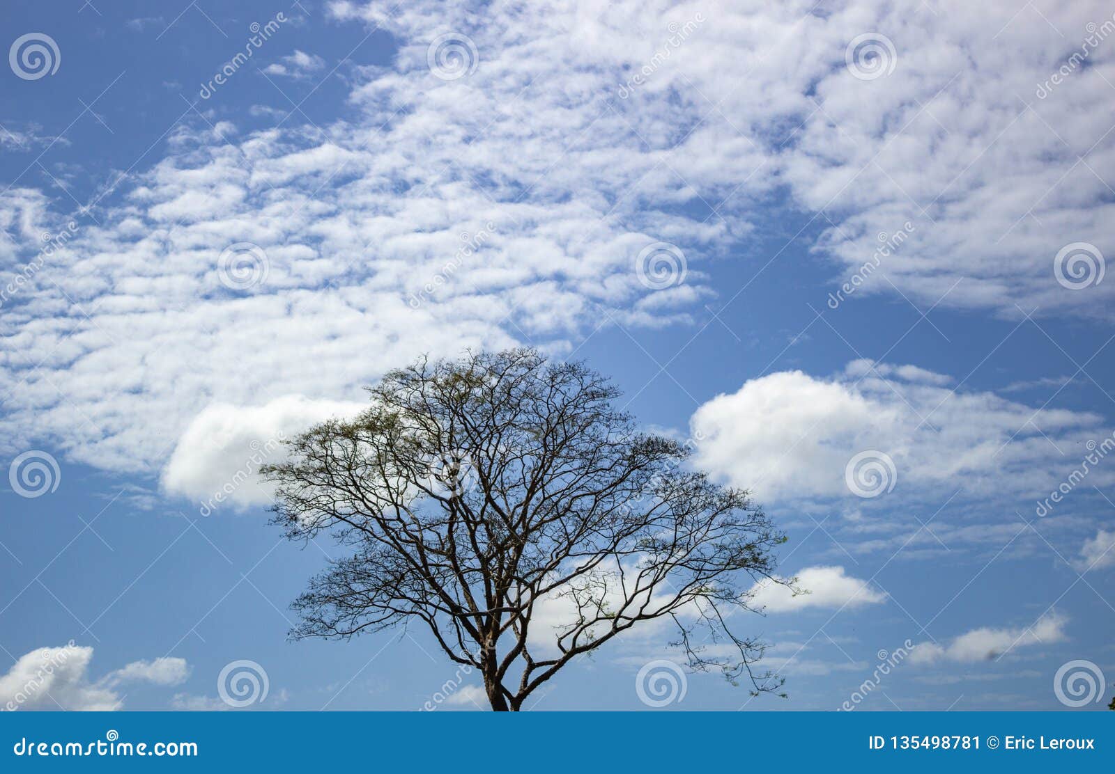 Beautiful tree and sky stock image. Image of spring - 135498781