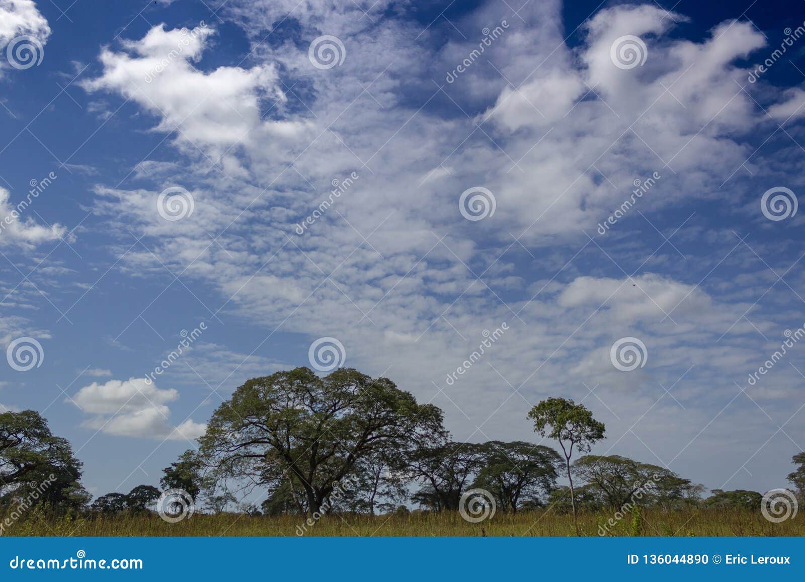 Beautiful tree and sky stock photo. Image of beauty - 136044890