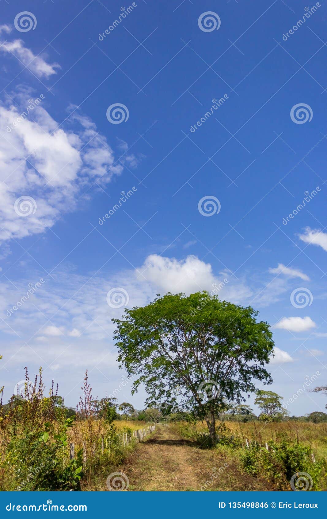 Beautiful tree and sky stock photo. Image of season - 135498846