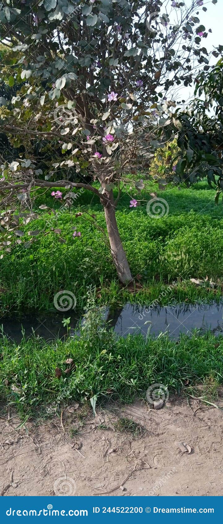 Beautiful Tree on Small Canel Stock Photo - Image of lawn, backyard ...