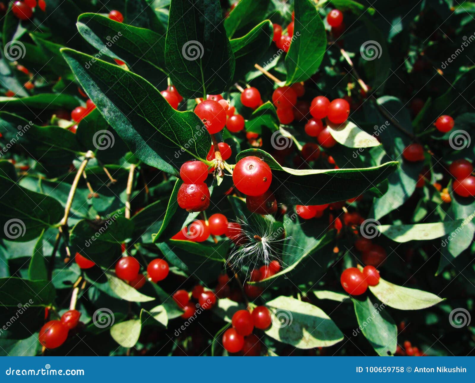 Tree with Small Red Berries Stock Photo - Image of coralberry, bean ...