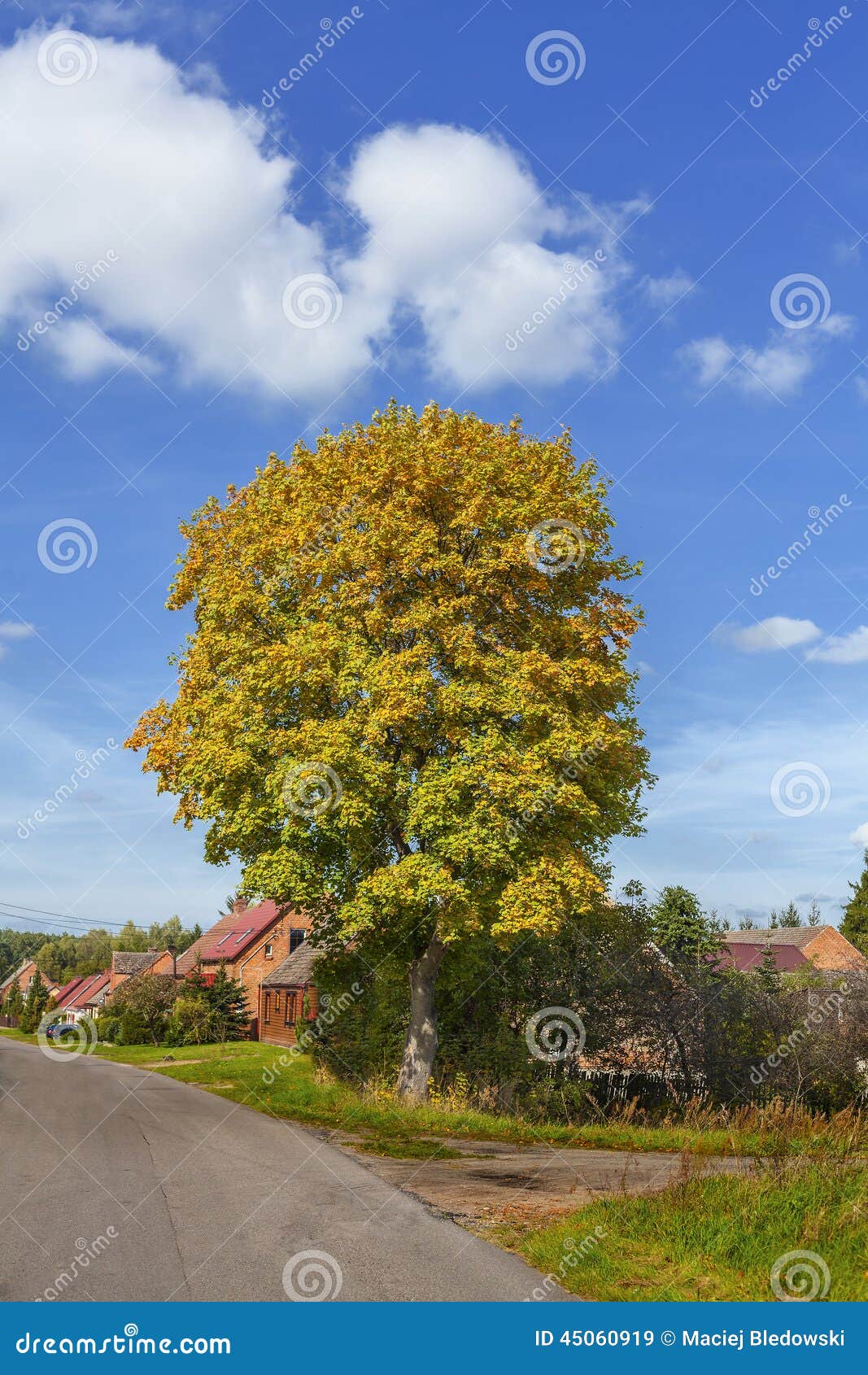 Beautiful Tree in a Small Village, Landscape in a Sunny Day. Stock ...