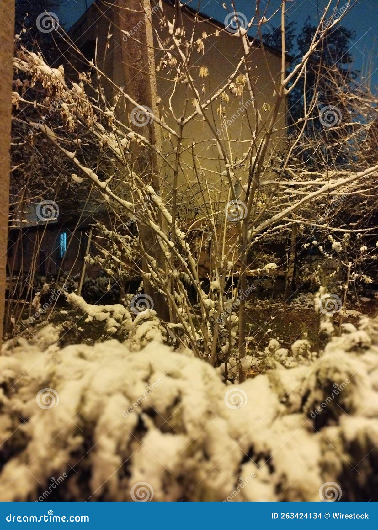 Snow Falling on Trees with Beautiful Background Stock Photo - Image of ...