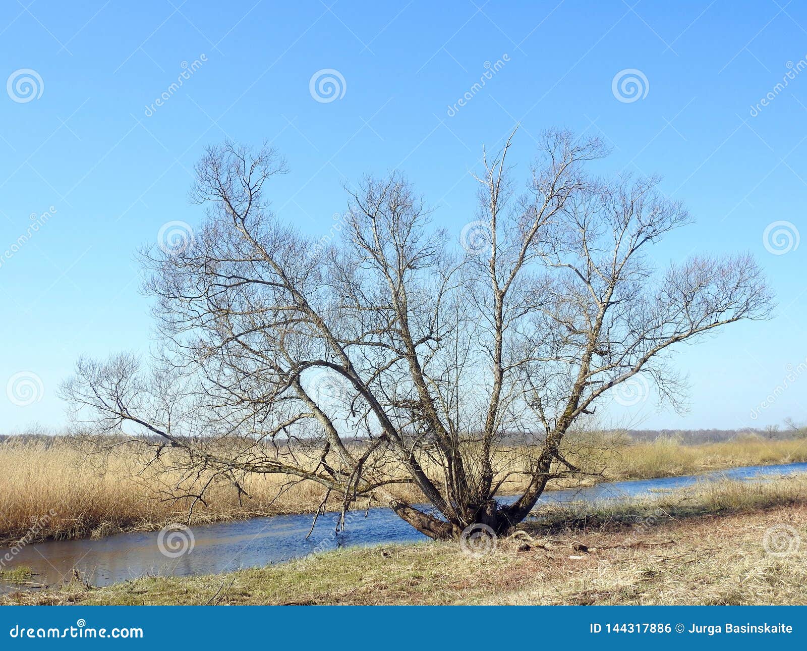Beautiful Tree in Spring, Lithuania Stock Photo - Image of nice, river ...