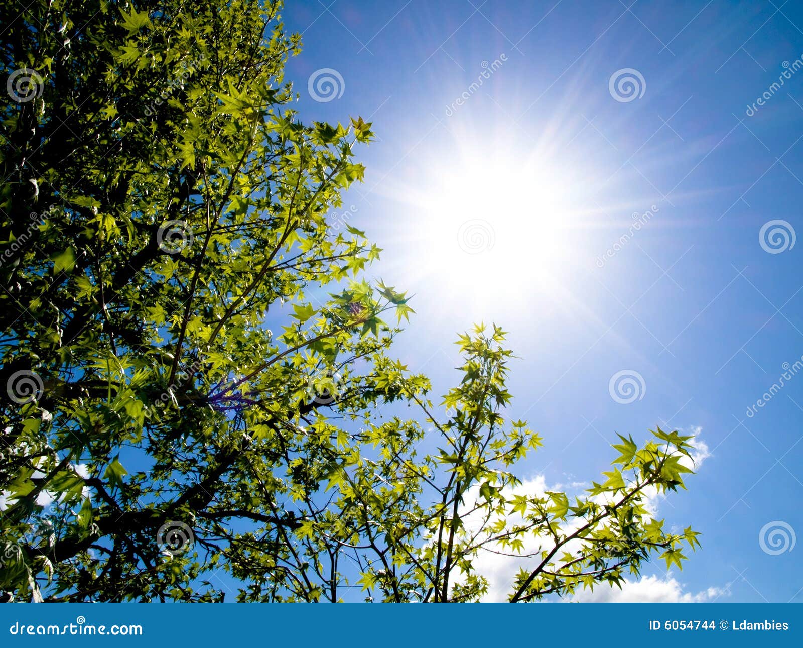 Beautiful Tree and Spring Sun Stock Photo - Image of blue, backlight ...