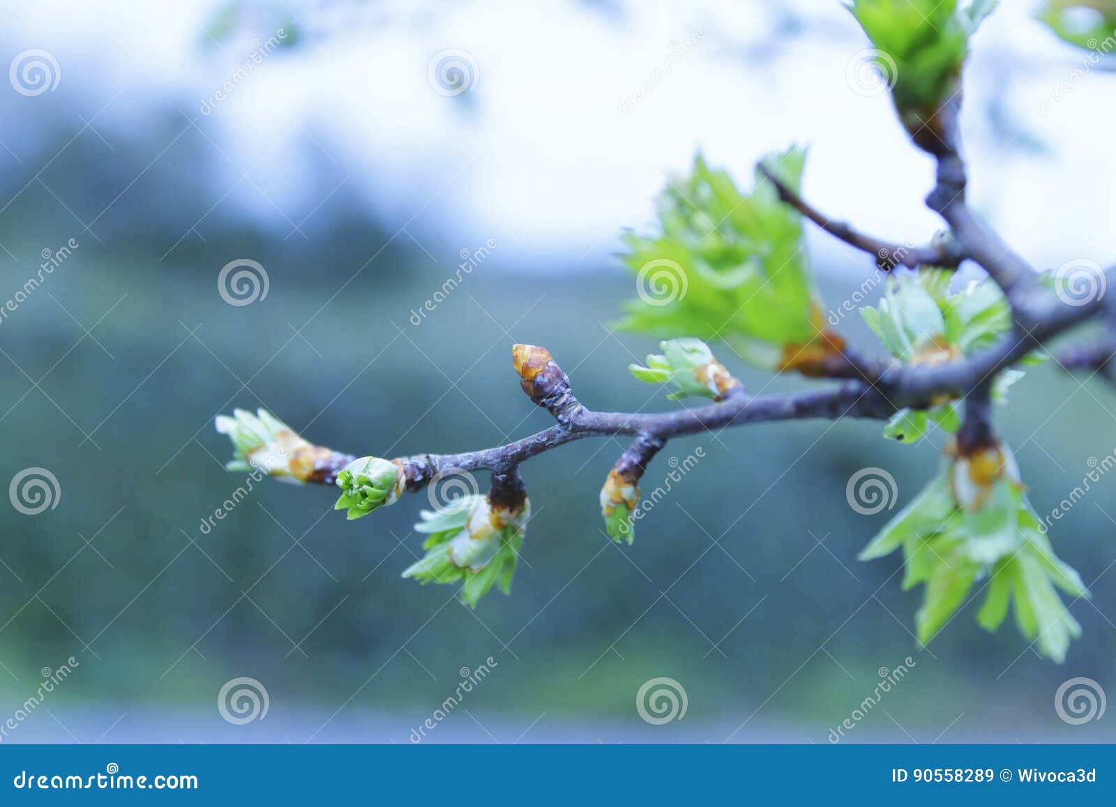 Beautiful Tree Sprout stock image. Image of fresh, blue - 90558289