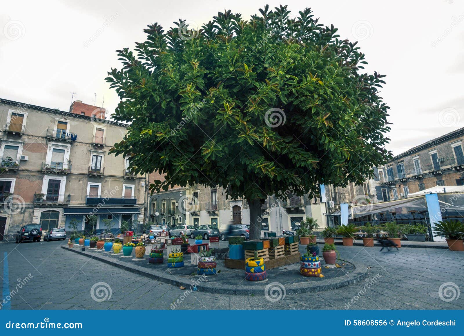 Beautiful Tree in the Square in the Center of Catania in Sicily, Italy ...