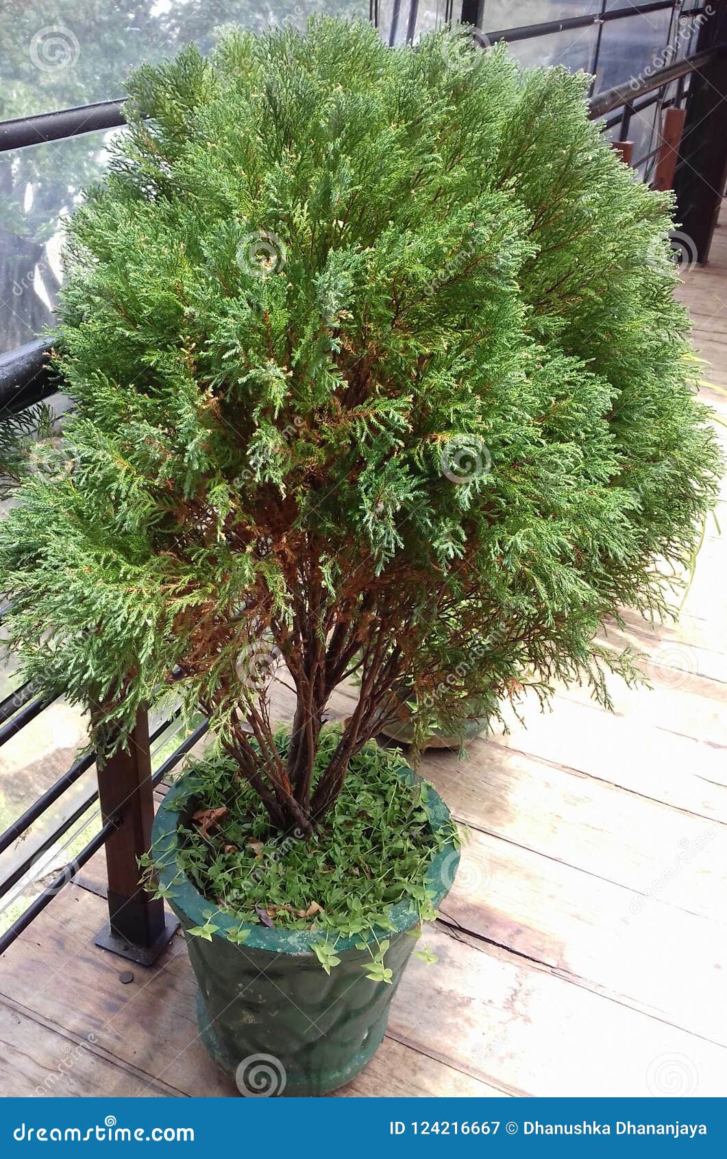 Beautiful tree srilanka stock image. Image of time, srilanka - 124216667