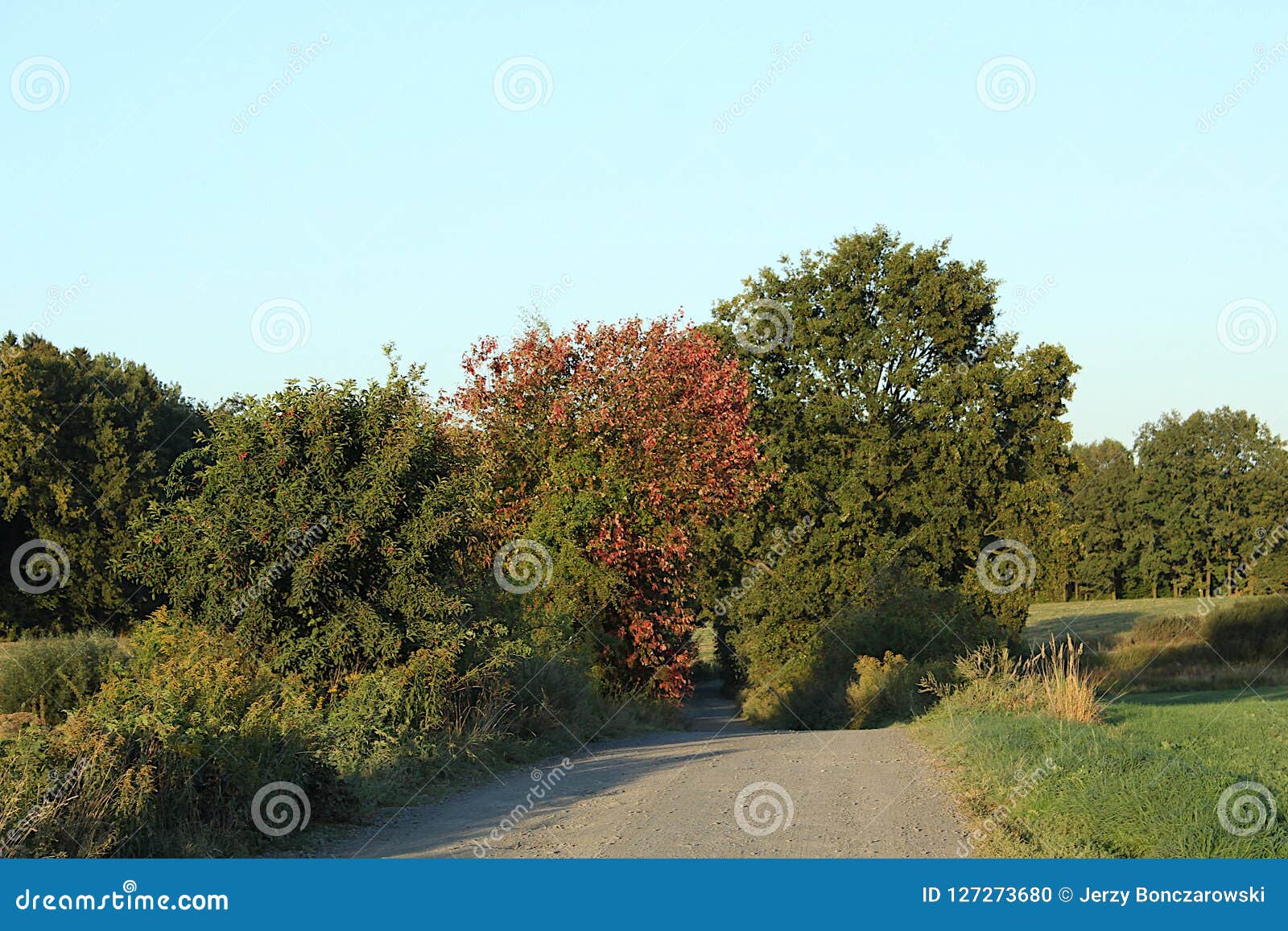 A Beautiful Tree Standing Out from among Others Stock Photo - Image of ...