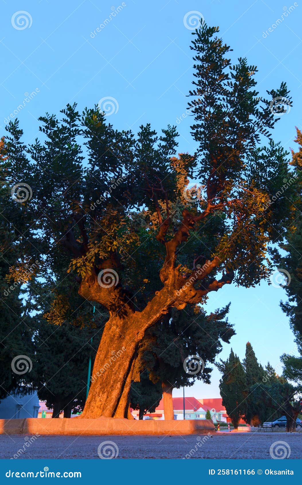 Beautiful Tree Standing at Sunset. High Quality Photo Stock Photo ...