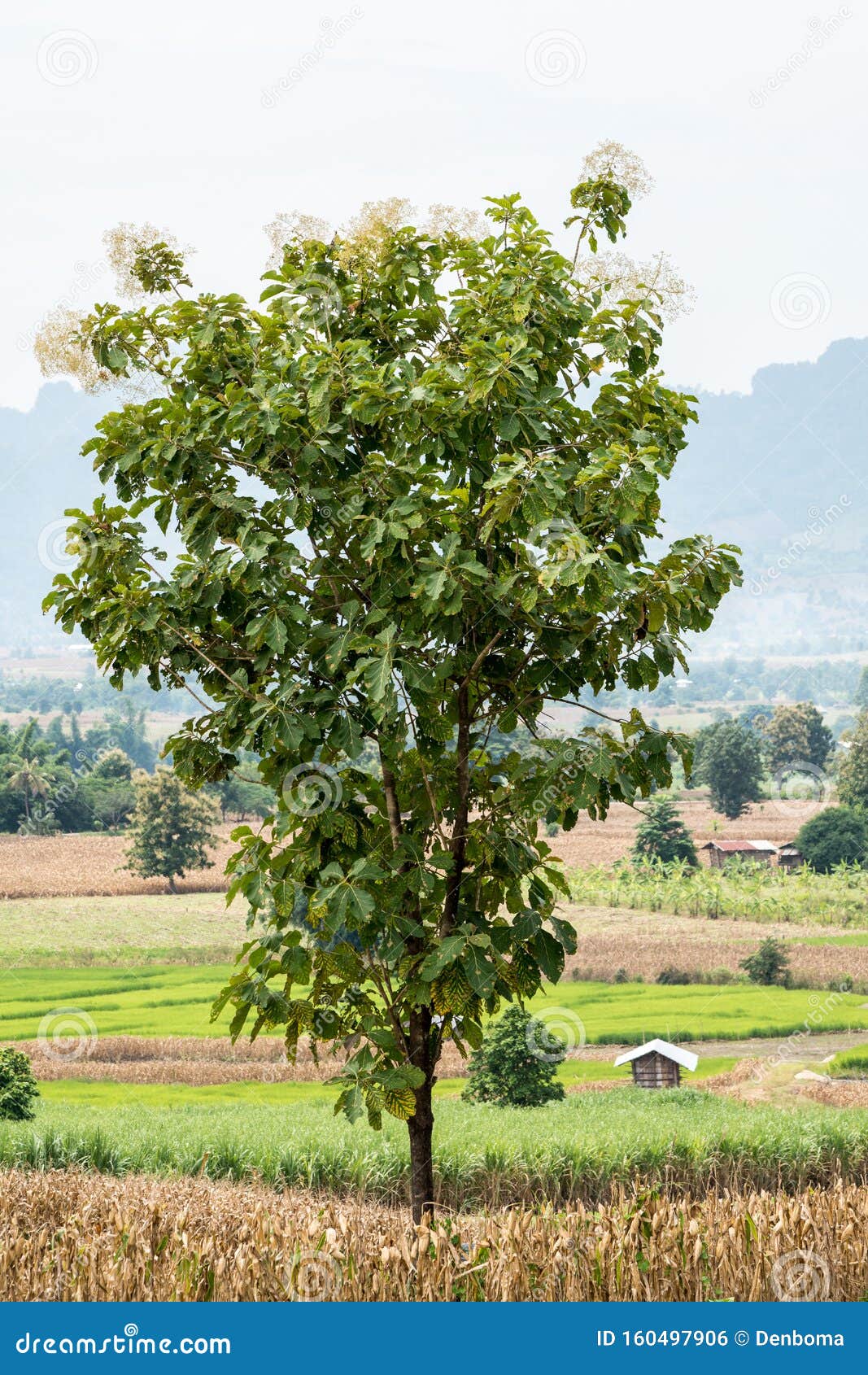 Tree in a corn field stock photo. Image of green, grow - 160497906