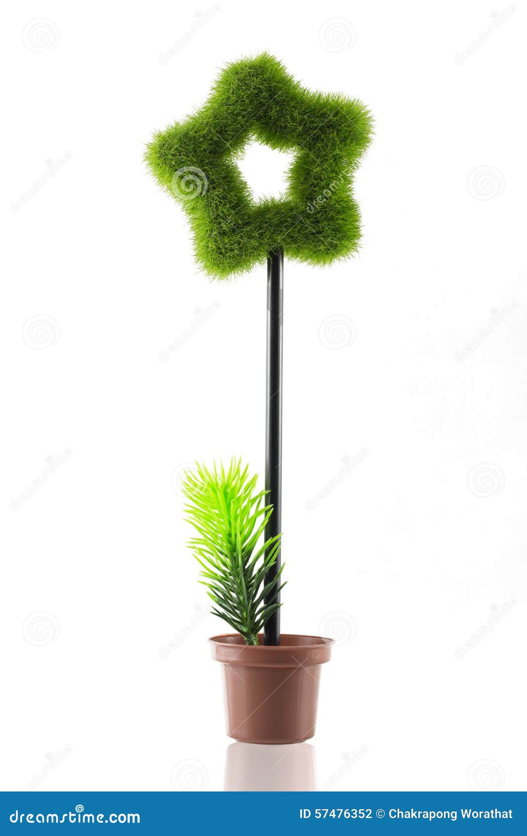 626 Star Grass Isolated White Stock Photos - Free & Royalty-Free Stock ...