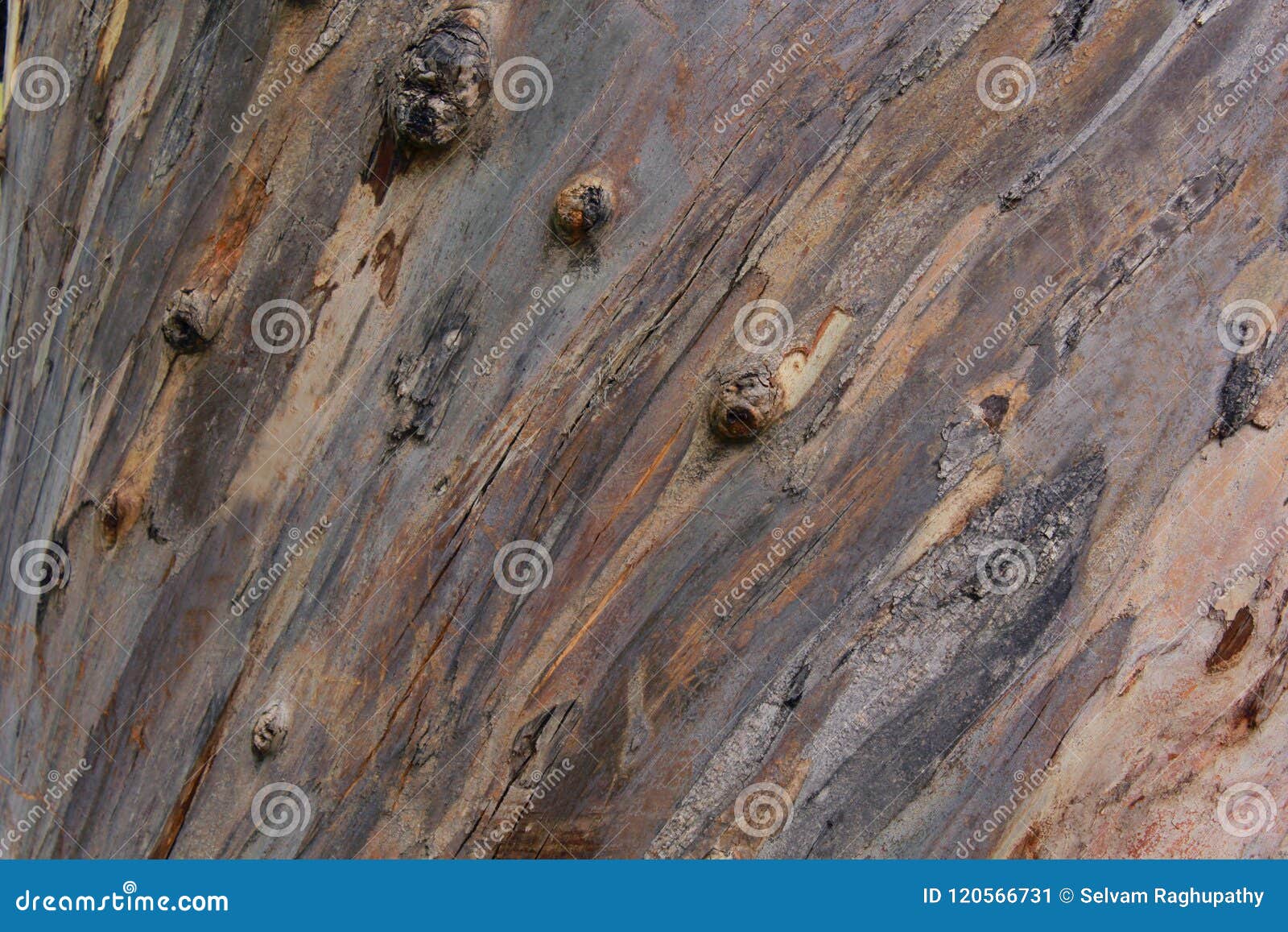 Beautiful Tree Stem Texture Natural Background. Stock Image - Image of ...