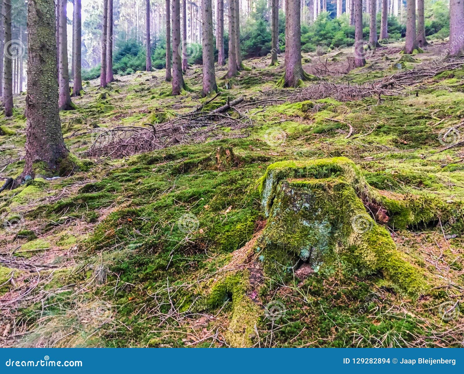 Beautiful Tree Stump Covered in Moss on a Green Hill in a Forest ...