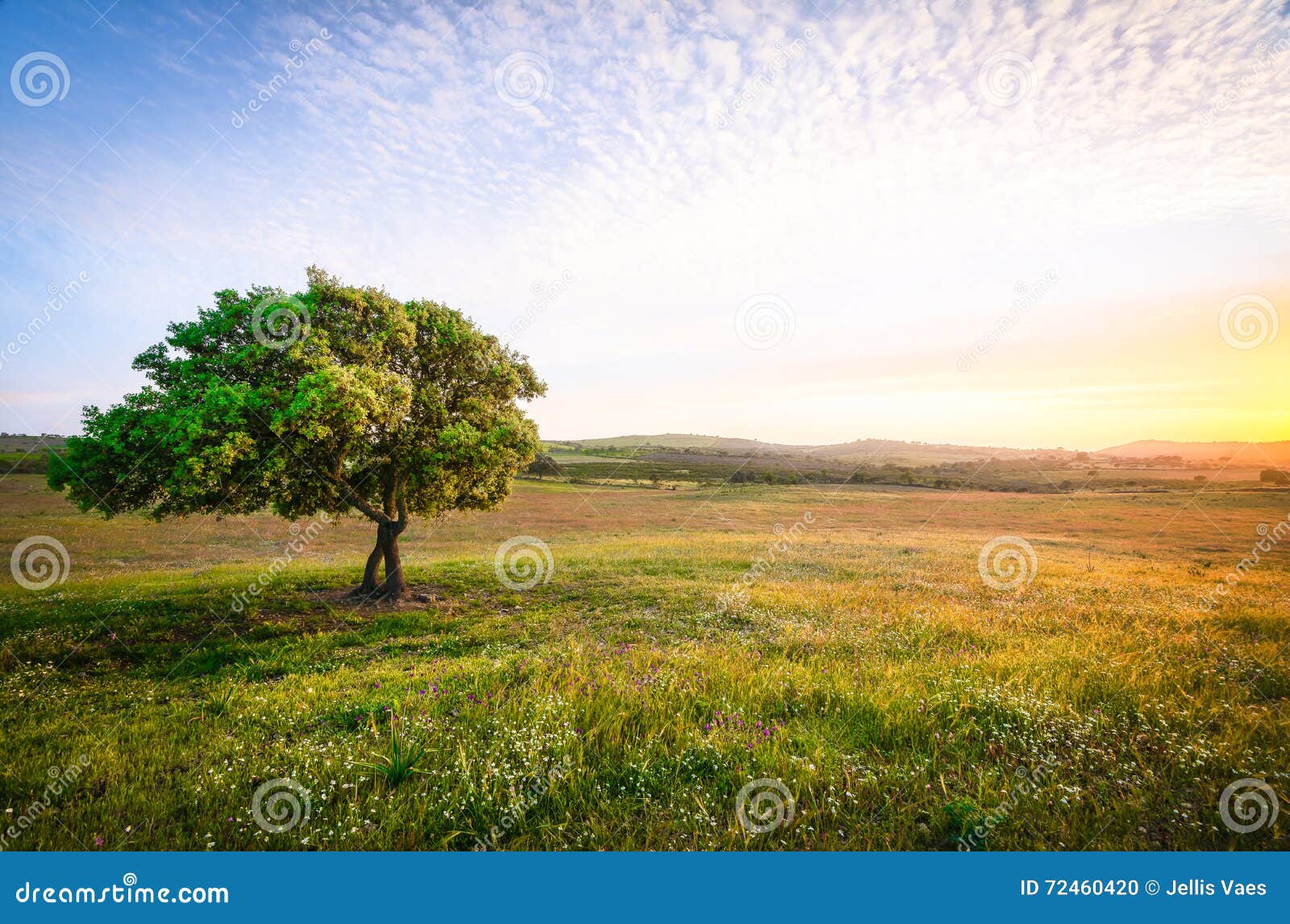 Beautiful Tree with a Stunning Sunset Stock Photo - Image of landscape ...