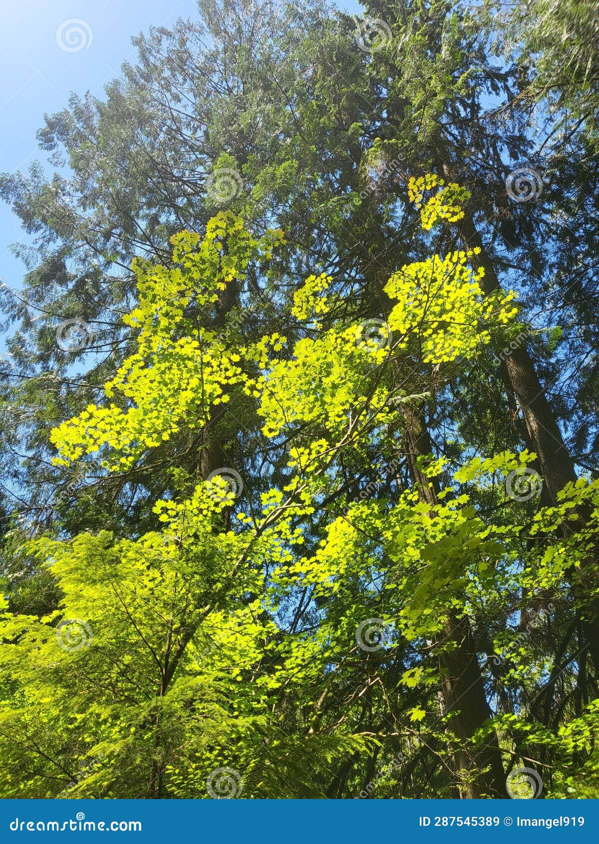 Beautiful Tree during Summer Stock Image - Image of beautiful, light ...