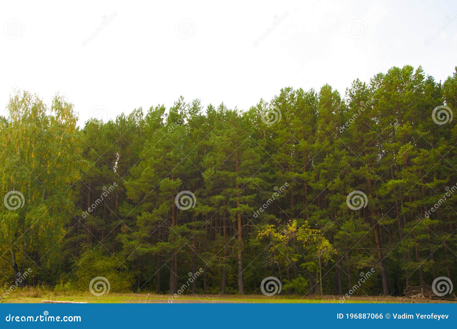 Beautiful Tree in a Summer Green Forest Stock Photo - Image of nature ...