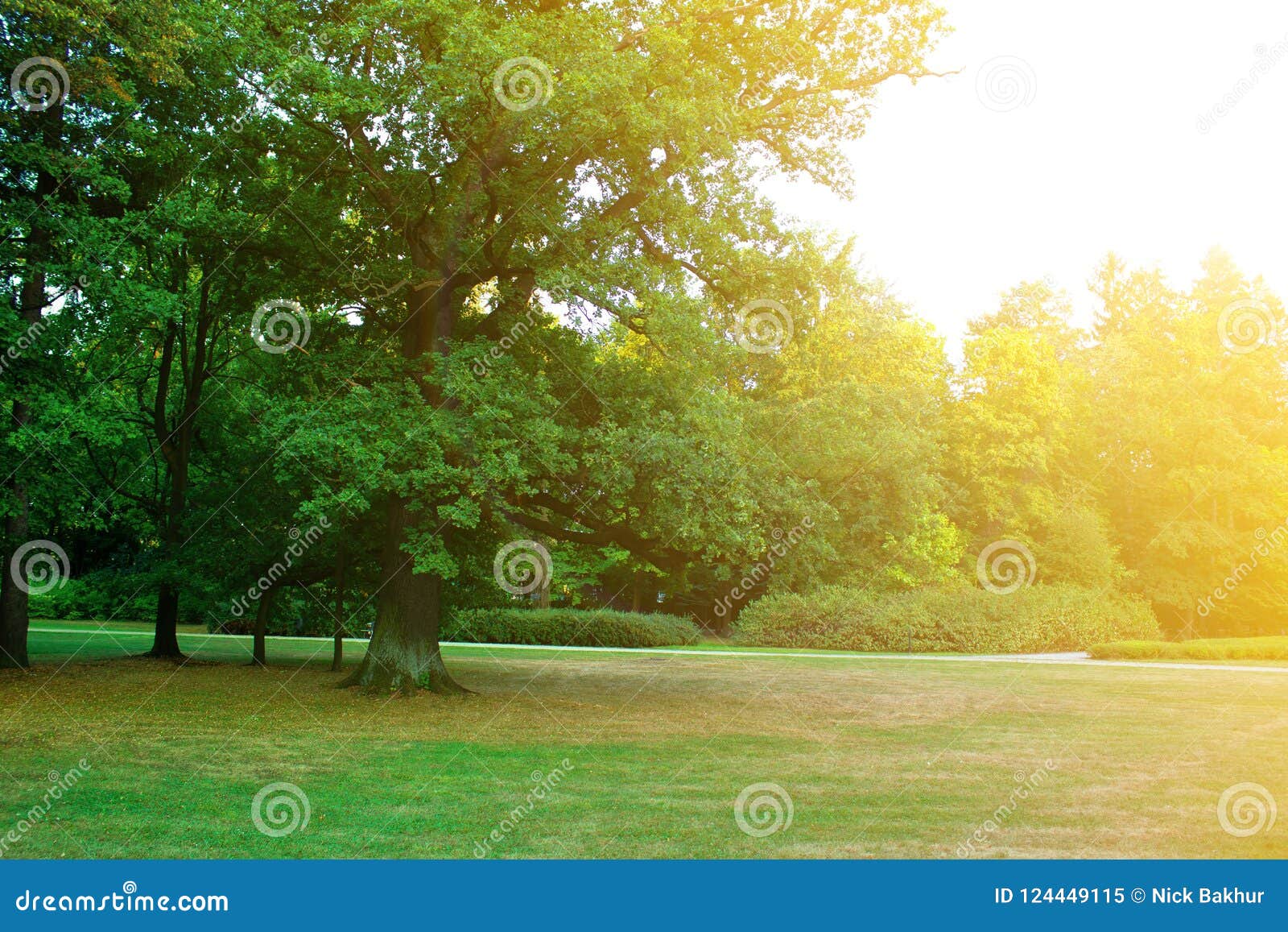 Beautiful Tree with the Sun Rays and Light Stock Image - Image of ...