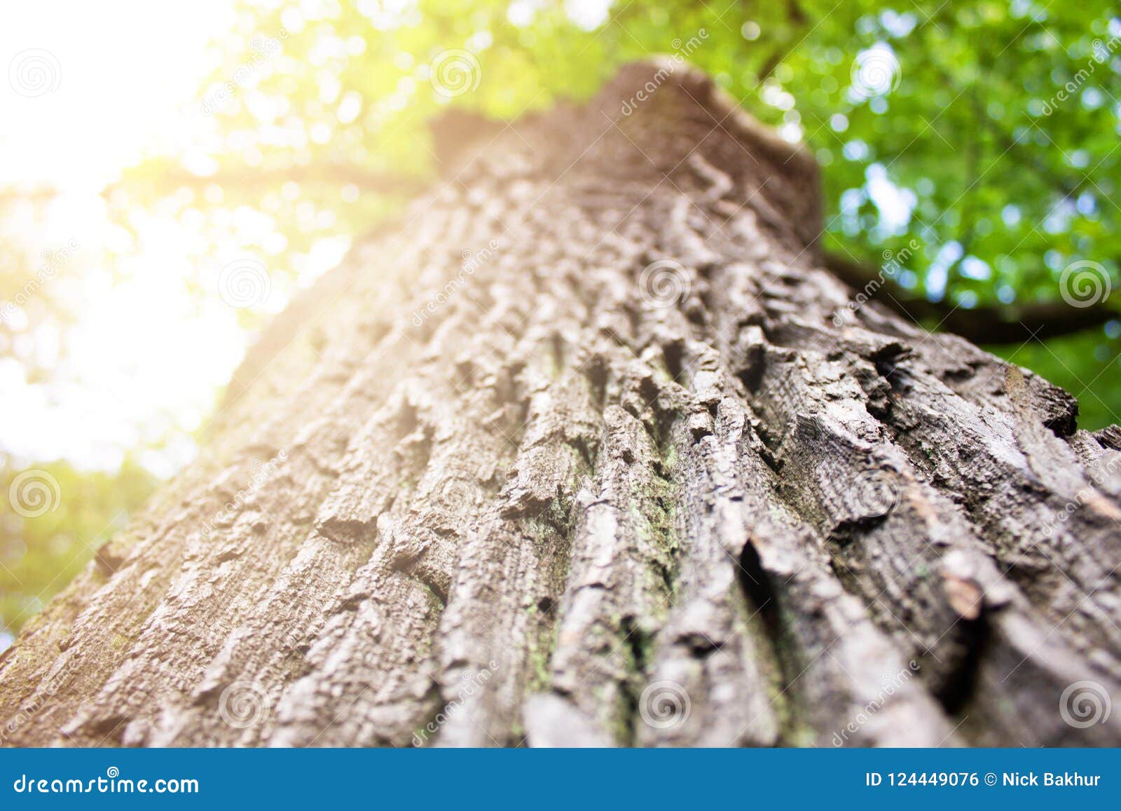 Beautiful Tree with the Sun Rays and Light Stock Photo - Image of ...