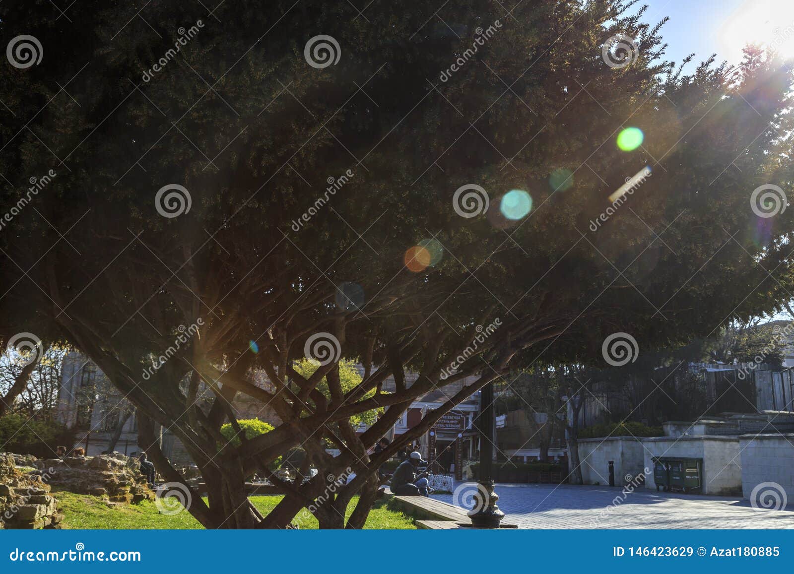 Beautiful Tree in the Sunlight. Stock Image - Image of bright, foliage ...