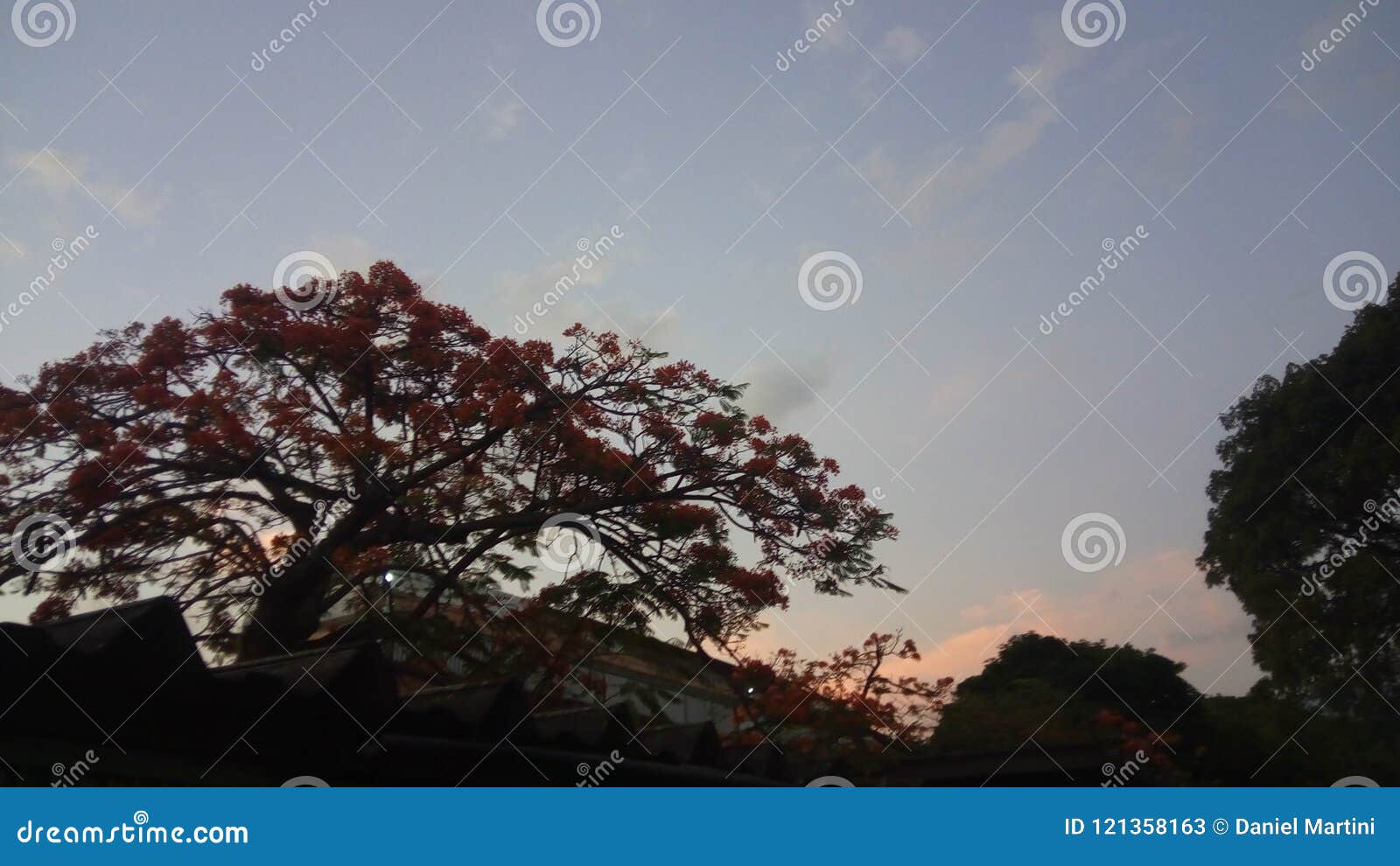 Beautiful Tree in the Sunset Stock Image - Image of sunset, tree: 121358163